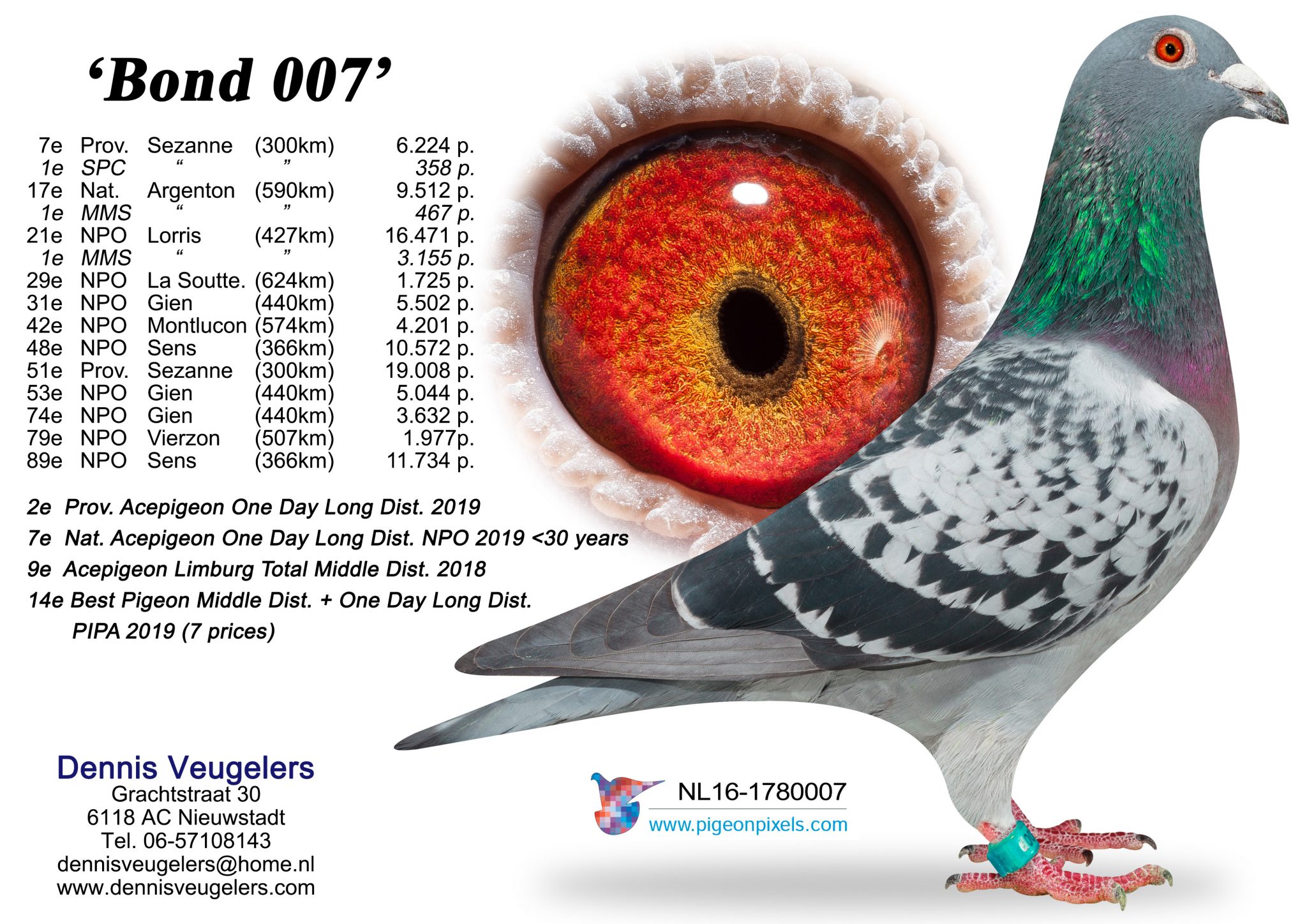 "Eijerkamp pigeons" the best addition to the "Veugelers" strain - Dennis Veugelers
