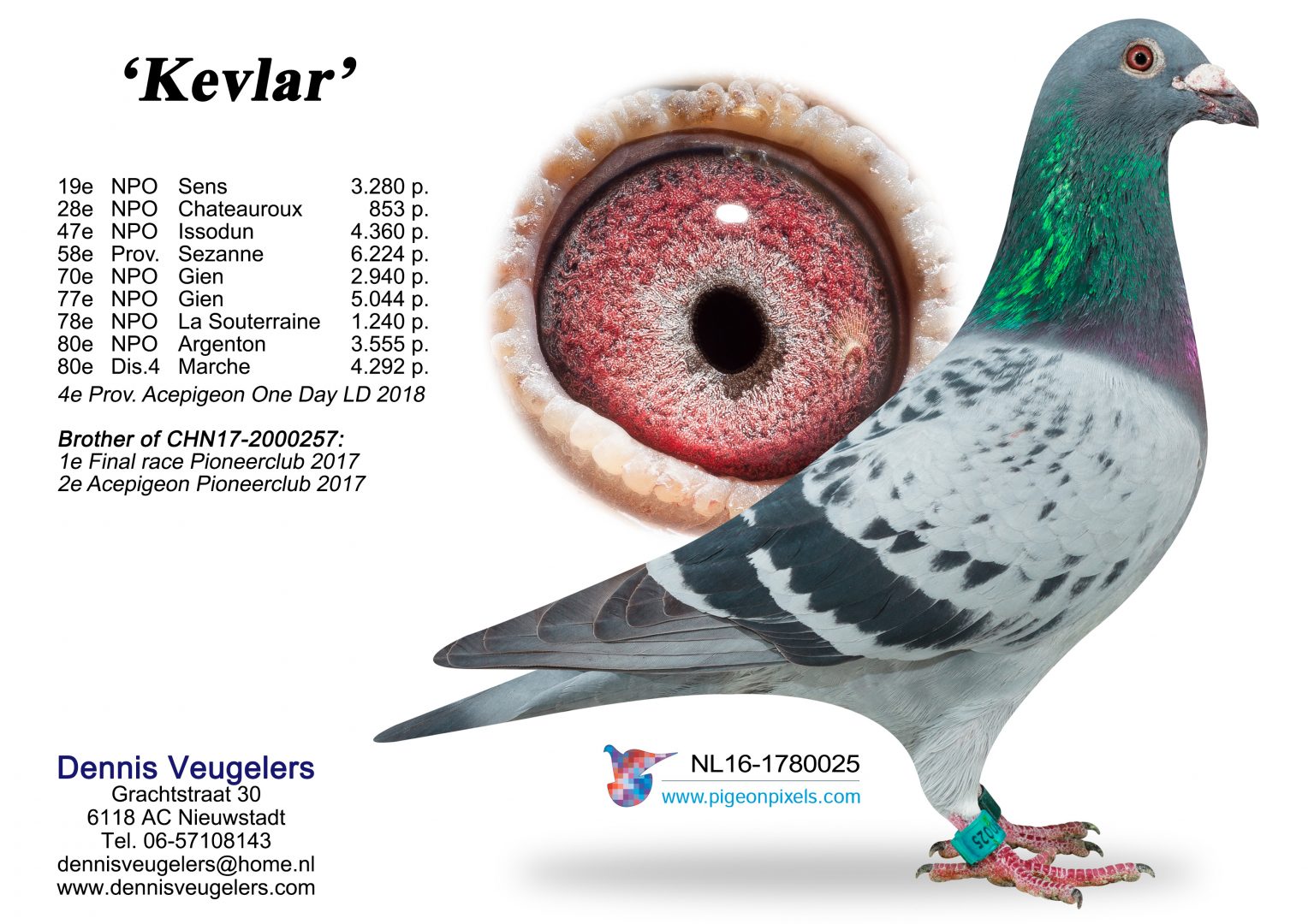 "Eijerkamp pigeons" the best addition to the "Veugelers" strain ...